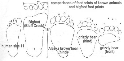 Big Foot - Mapinguary - Sasquatch - Florida Skunk Ape - Yeti - Yoser