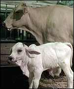 Second Chance is being looked after by its surragte mother