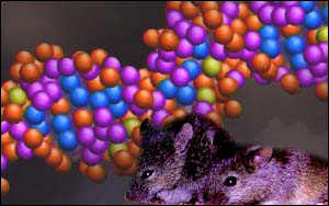 It's a boy! Scientists clone first male mouse