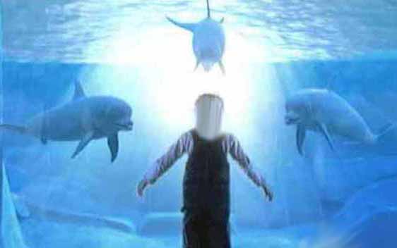 Dolphins - Healing, Metaphysics, and Mythology - Crystalinks