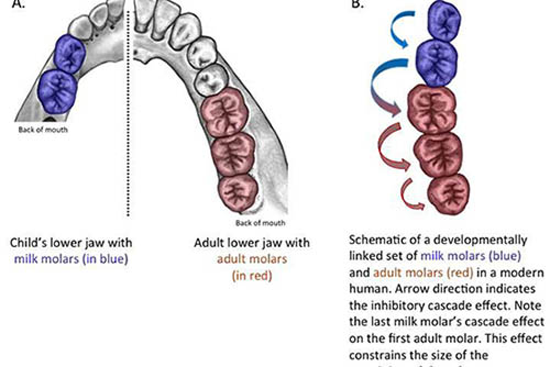 Evolution - Crystalinks