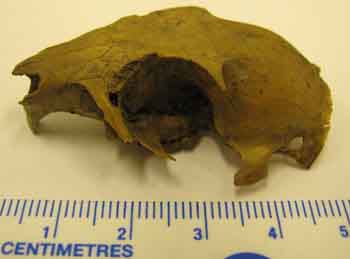 Squirrel Fossils - Crystalinks