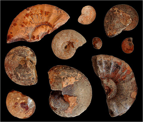 Mollusk Fossils - Seashells- Crystalinks