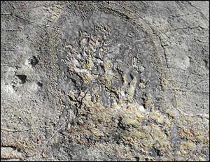 HARD SHELL FOSSILS