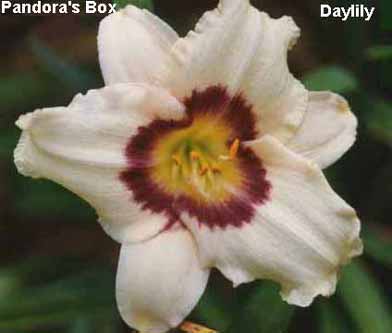 Pandora's Box - Crystalinks